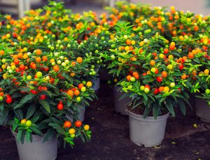 Jerusalem Cherry Care: How to Grow “Solanum pseudocapsicum”