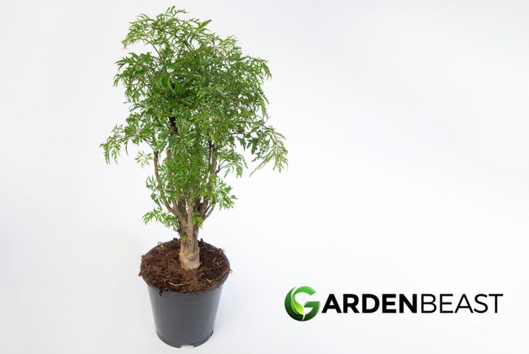 Ming Aralia Guide: How to Grow & Care for "Polyscias Fruticosa"