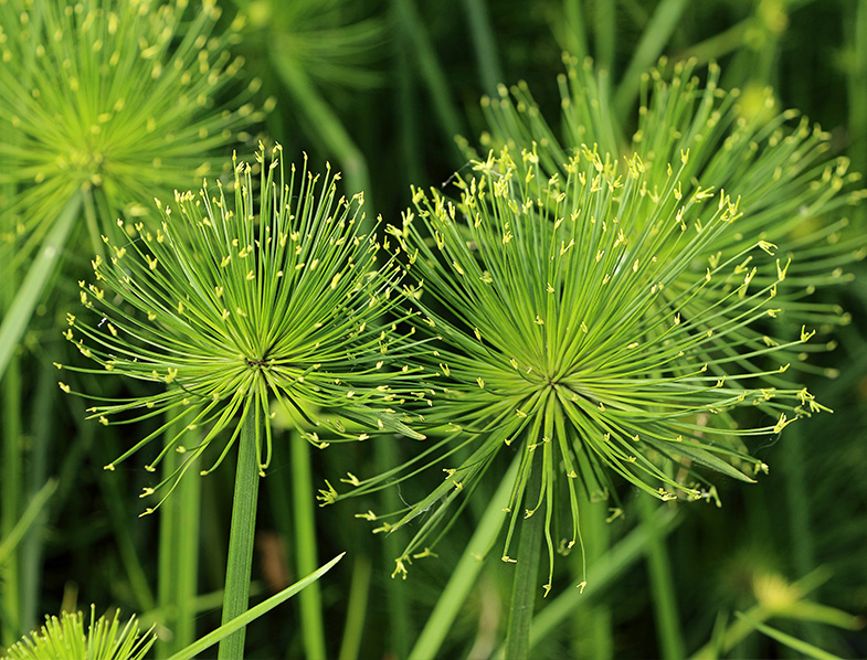 Papyrus Plant Guide How To Grow Care For Cyperus Papyrus 