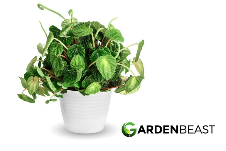 Peperomia Caperata Care: How to Grow “Emerald Ripple Peperomia”