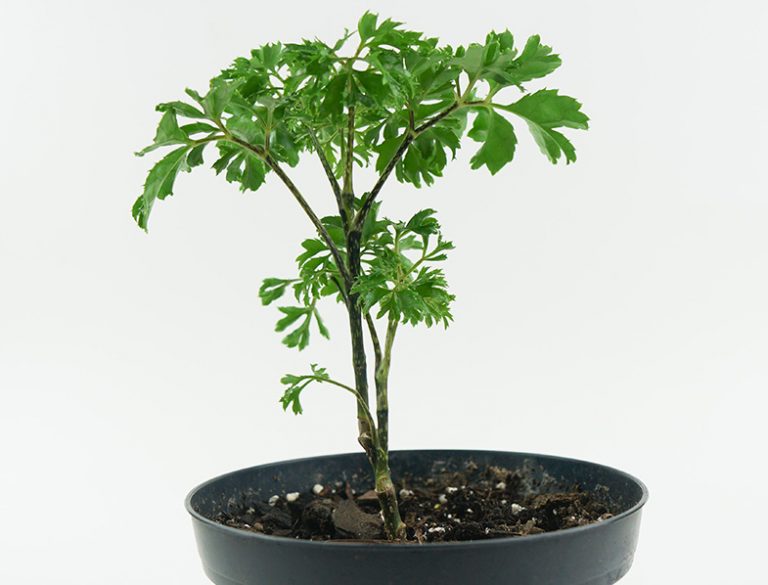 Ming Aralia Guide: How to Grow & Care for "Polyscias Fruticosa"
