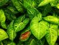 Arrowhead Plant Guide: How to Grow & Care for “Syngonium Podophyllum”