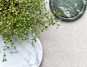 Angel Vine Guide: How to Grow & Care for “Muehlenbeckia Complexa”