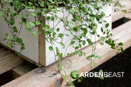 Angel Vine Guide: How to Grow & Care for “Muehlenbeckia Complexa”