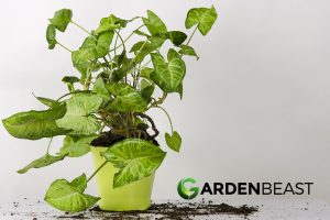 Arrowhead Plant Guide: How to Grow & Care for “Syngonium Podophyllum”