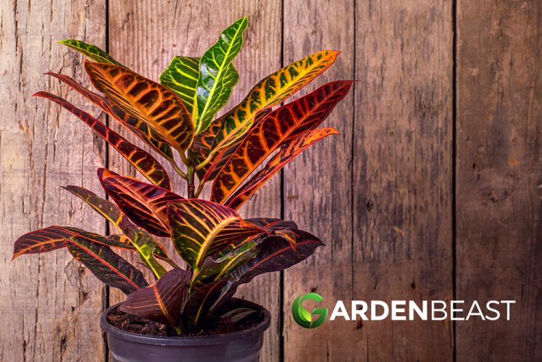Croton Plant Guide: How to Grow & Care for “Codiaeum Variegatum”