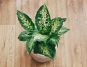Dumb Cane Guide: How to Grow & Care for “Dieffenbachia”