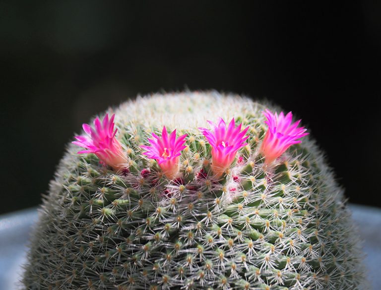 Old Lady Cactus Guide: How to Grow & Care for “Mammillaria Hahniana”