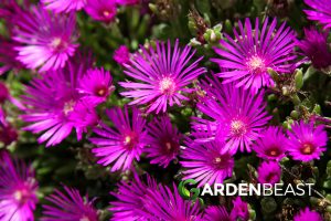 Ice Plant Guide: How to Grow & Care for "Delosperma Cooperi"