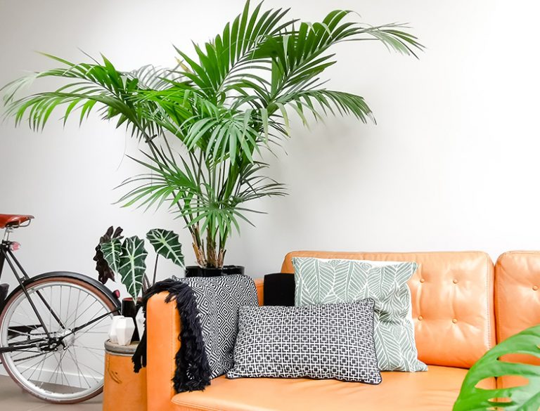 Kentia Palm Guide: How to Grow & Care for "Howea Forsteriana"