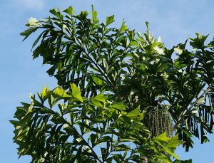 Fishtail Palm Guide: How to Grow & Care for “Caryota Mitis”
