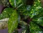 Aucuba Japonica Guide: How to Grow & Care for “Gold Dust” Plants