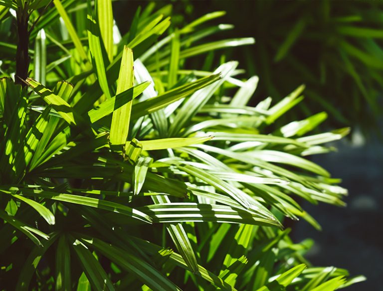 Lady Palm Guide: How to Grow & Care for “Rhapis Excelsa”
