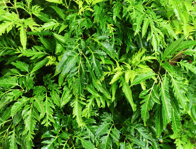 Ming Aralia Guide: How to Grow & Care for "Polyscias Fruticosa"