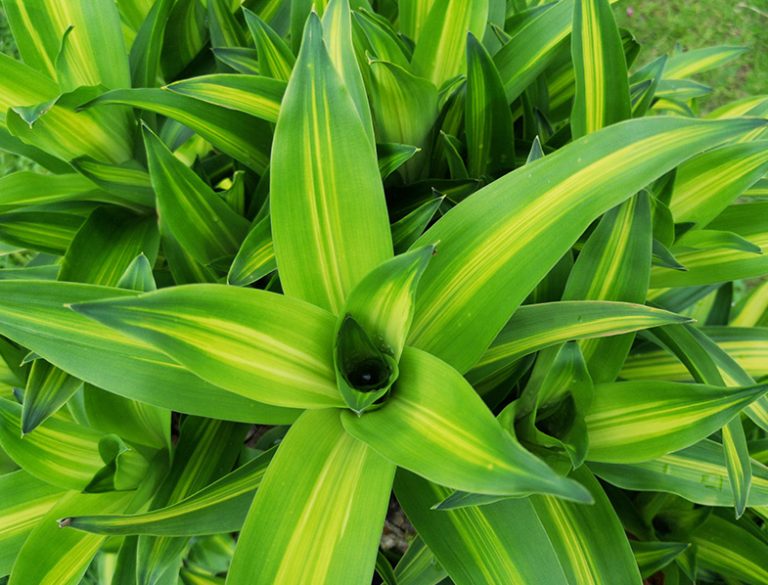 Corn Plant Guide: How to Grow & Care for “Dracaena Fragrans”