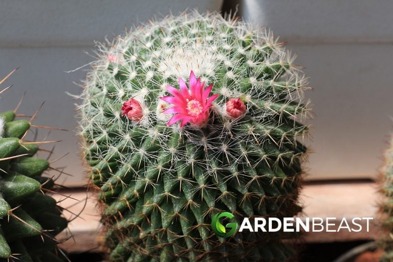 Old Lady Cactus Guide: How to Grow & Care for “Mammillaria Hahniana”
