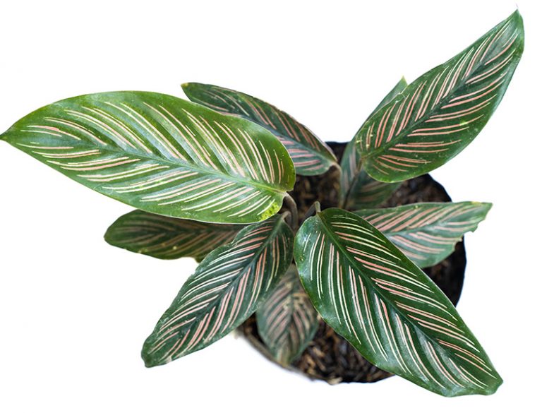 Calathea Ornata Guide: How to Grow & Care for the "Pinstripe Plant"