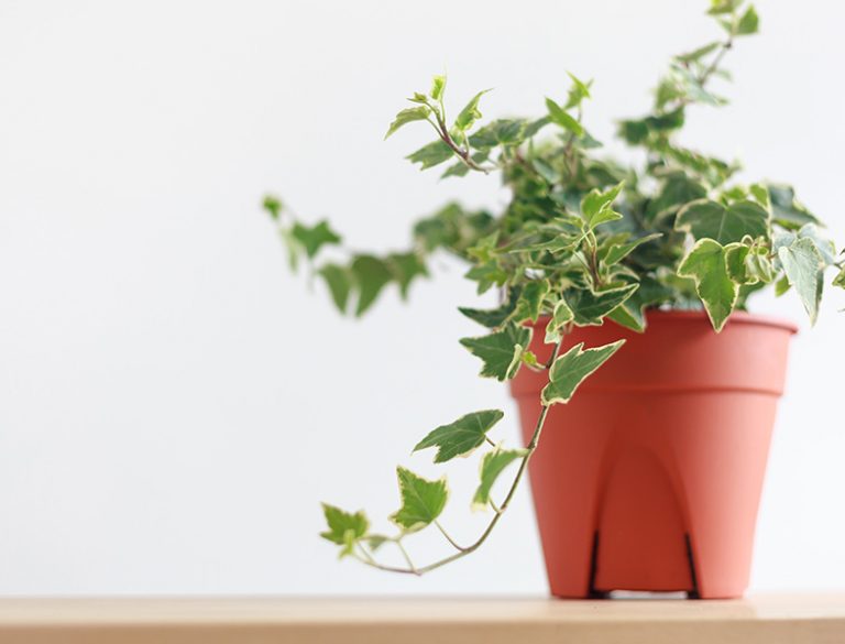 Best Types of Ivy Plants to Grow: Here's Our Top Picks