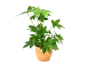 Japanese Aralia Guide: How to Grow & Care for "Fatsia japonica"