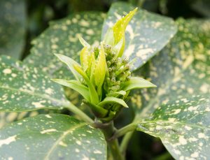 Aucuba Japonica Guide: How to Grow & Care for “Gold Dust” Plants