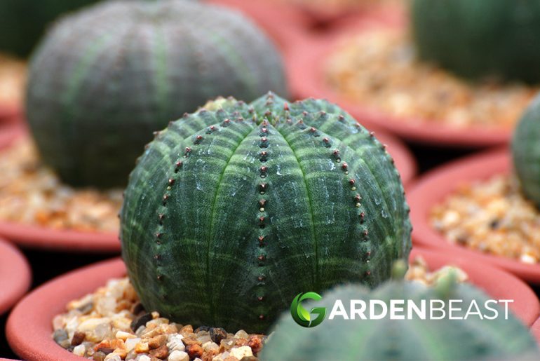 Star Cactus Guide: How to Grow & Care for “Astrophytum Asteria”