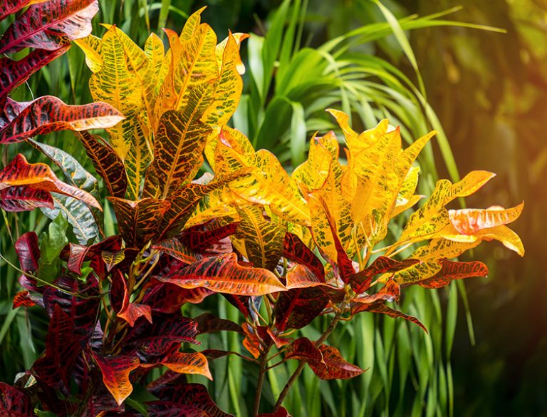 Croton Plant Guide: How to Grow & Care for “Codiaeum Variegatum”