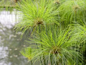 Papyrus Plant Guide: How to Grow & Care for “Cyperus Papyrus”
