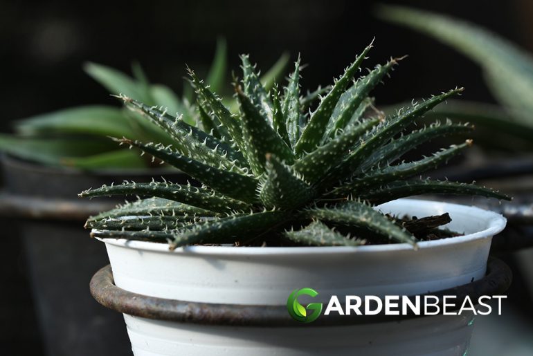 Aloe Brevifolia Guide: How to Grow & Care for “Short-leaved Aloe”