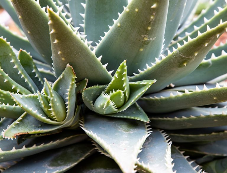 Aloe Brevifolia Guide: How to Grow & Care for “Short-leaved Aloe”