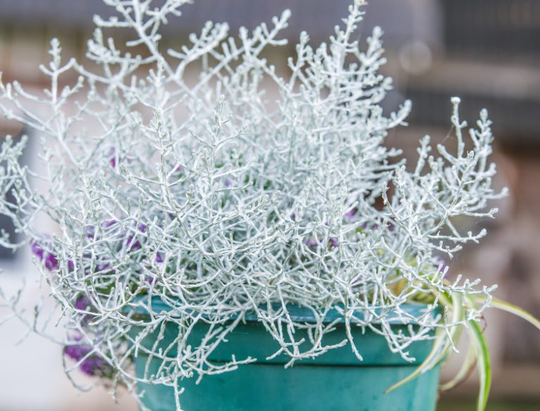 Silver Bush Guide: How to Grow & Care for “Calocephalus Brownii”