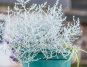 Silver Bush Guide: How to Grow & Care for “Calocephalus Brownii”