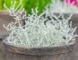 Silver Bush Guide: How to Grow & Care for “Calocephalus Brownii”