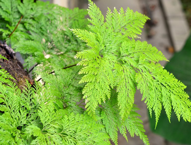 Rabbit Foot Fern Guide: How to Grow & Care for “Davallia Fejeensis”