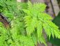 Rabbit Foot Fern Guide: How to Grow & Care for “Davallia Fejeensis”