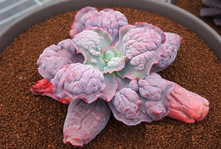 Top 10 Rare & Unusual Looking Succulents & Cacti: Complete Guide