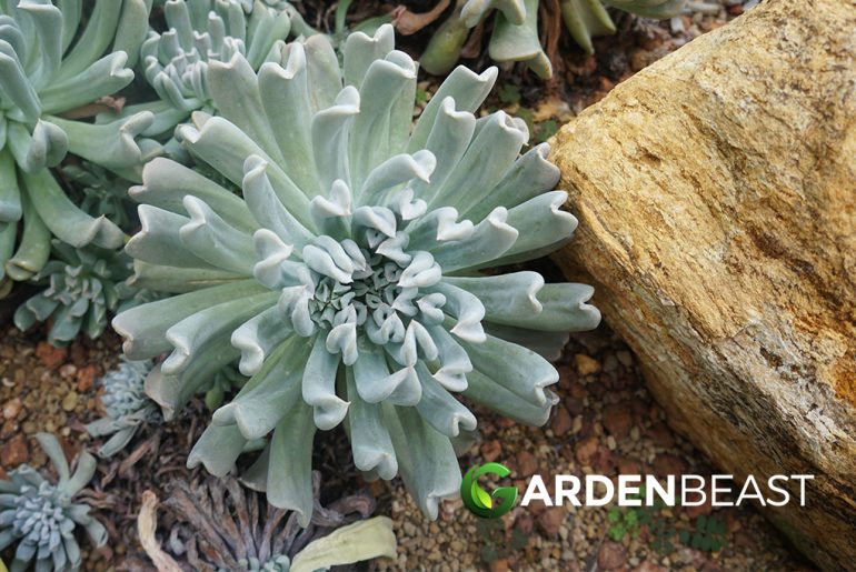 Echeveria Runyonii Guide: How to Care for Echeveria "Topsy Turvy"