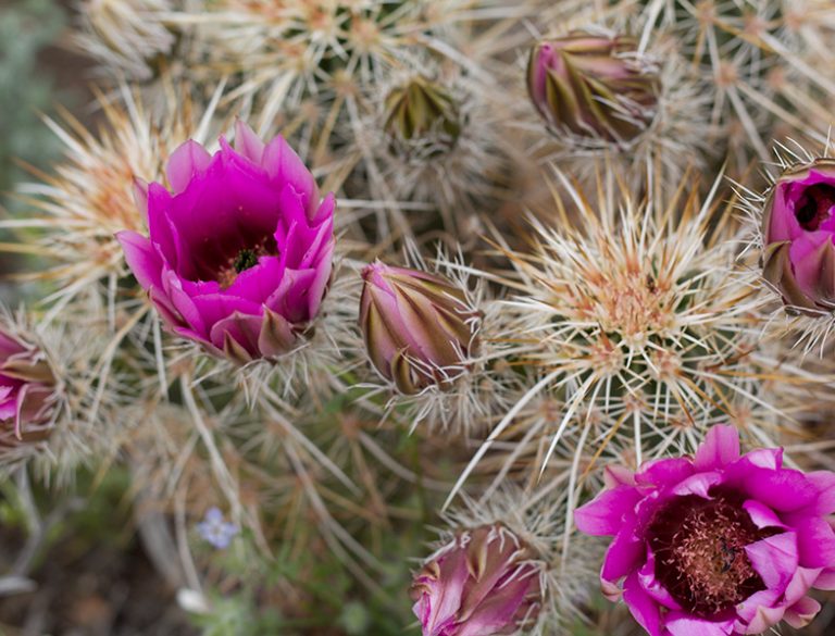 Hedgehog Cactus Guide: How to Care for ”Echinocereus Engelmannii"