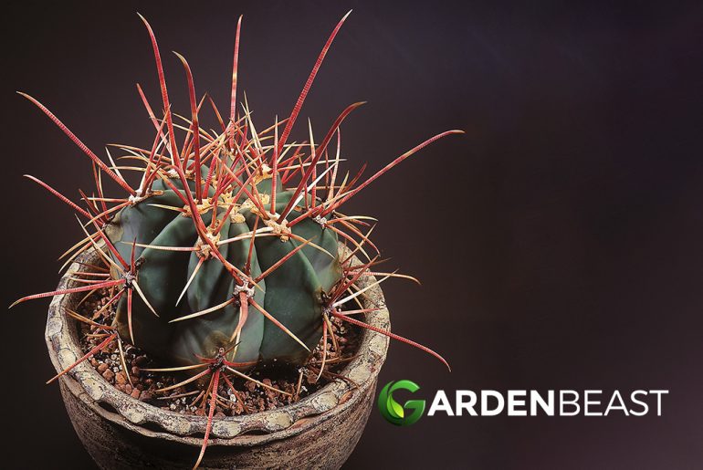 California Barrel Cactus Guide: How to Care for "Ferocactus Cylindraceus"