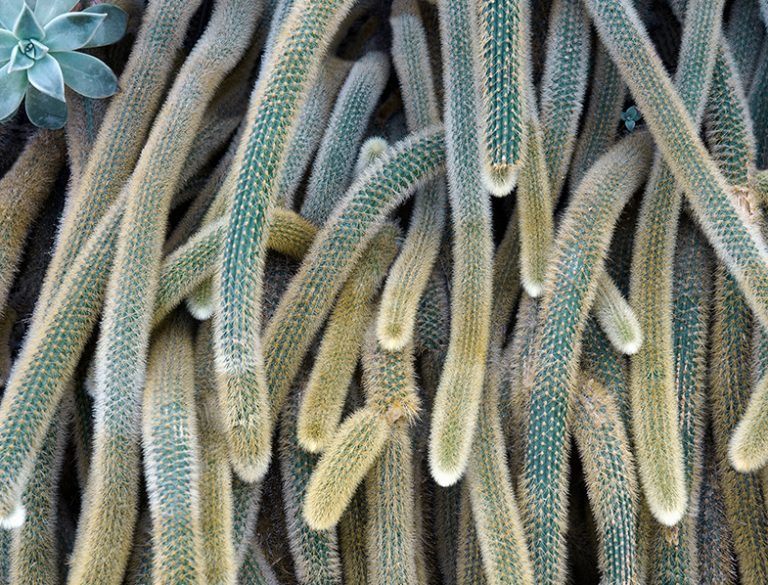 Golden Rat Tail Cactus Guide: How to Care for “Cleistocactus Winteri”