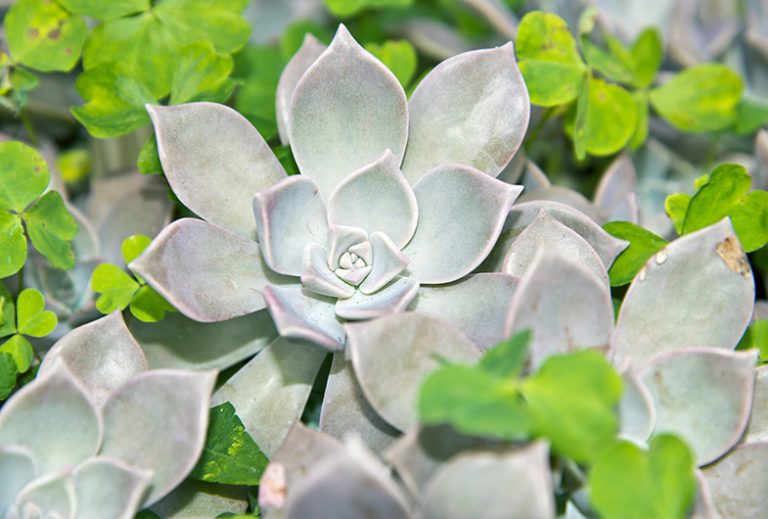 Ghost Plant Guide: How to Care for "Graptopetalum Paraguayense"