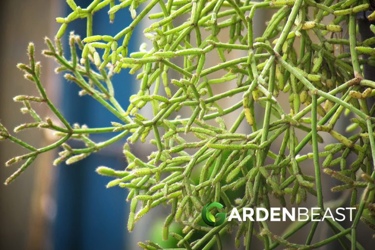 Best Trailing Plants to Grow In Containers: Here's Our Top Picks