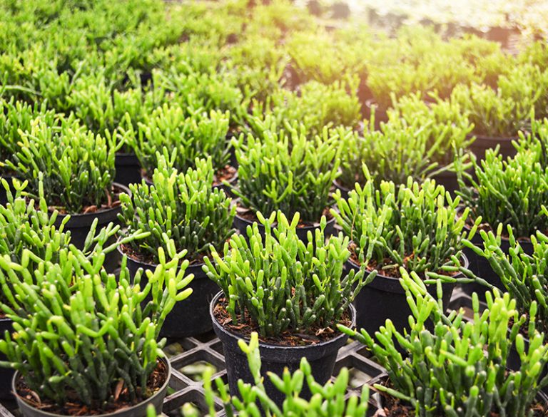 Mistletoe Cactus Guide How to Grow & Care For "Rhipsalis Baccifera"