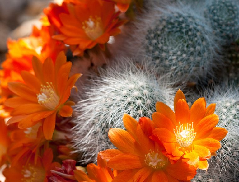 Rebutia Fiebrigii Guide: How to Grow & Care for "Orange Crown Cactus"