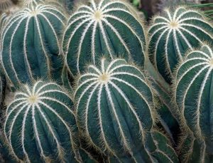 Parodia Magnifica Guide: How to Grow & Care for the "Ball Cactus"