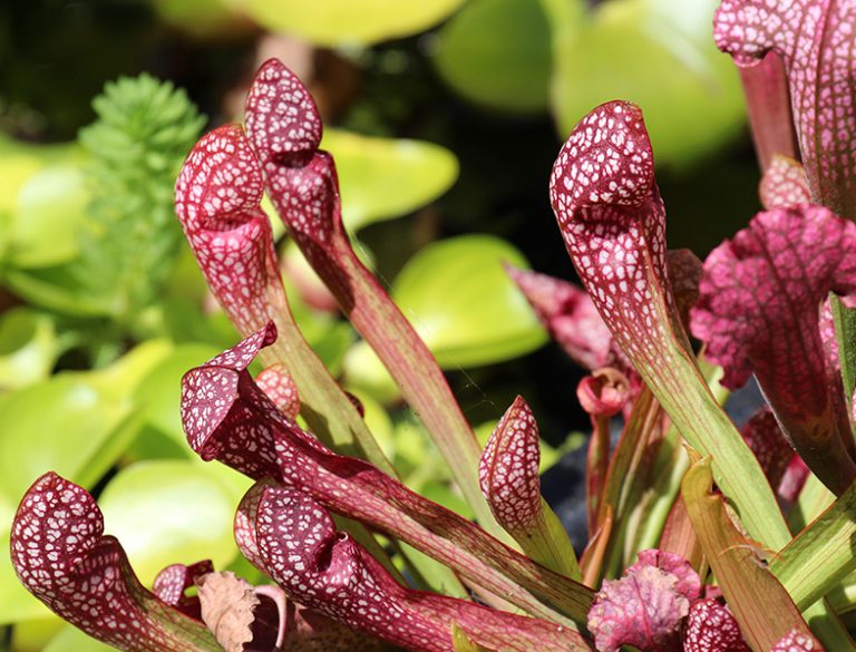 Purple Pitcher Plant Guide: How to Grow & Care for “Sarracenia Purpurea”