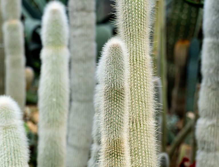 Silver Torch Cactus Guide: How to Grow & Care for "Cleistocactus Strausii"