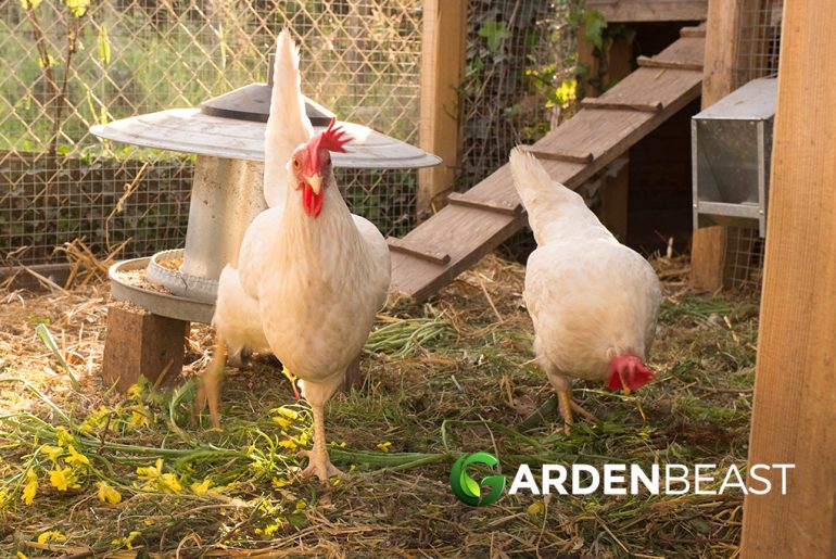 Best Chicken Coop Reviews 2024: Complete Buyer's Guide