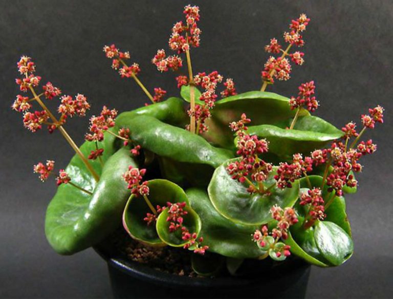 Top 10 Rare & Unusual Looking Succulents & Cacti: Complete Guide
