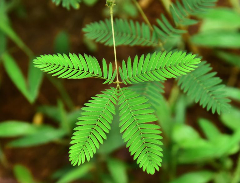 Mimosa Pudica Guide: How to Grow & Care for “Sensitive Plant”