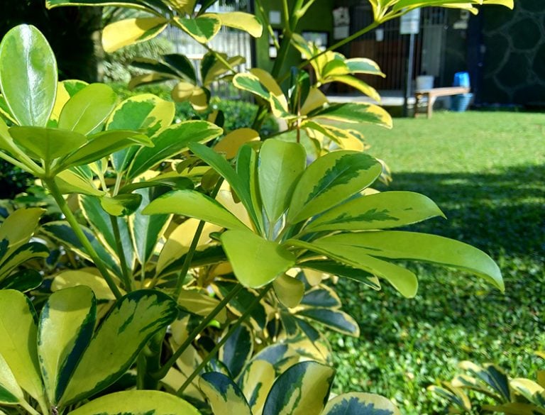 Umbrella Plant Guide: How to Grow & Care for “Schefflera Arboricola”